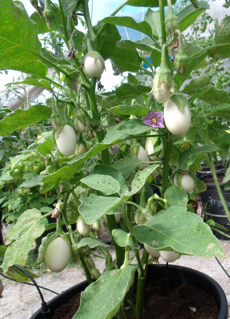 mini-aubergine blanche - Jardin d'Essai