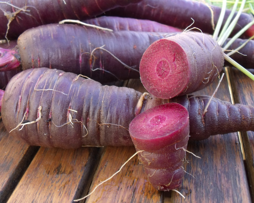recette de filets de rougets au carotte Purple Sun - Le Jardin d'Essai