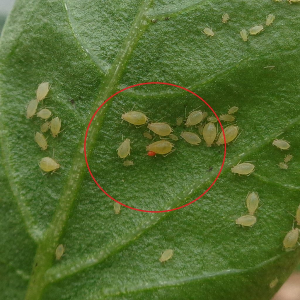 Pucerons : des ravages incroyables ! - Jardin d'Essai