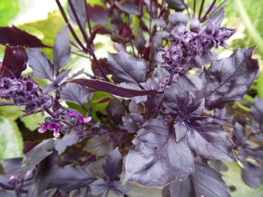 Panna cotta au basilic pourpre - Le Jardin d'Essai