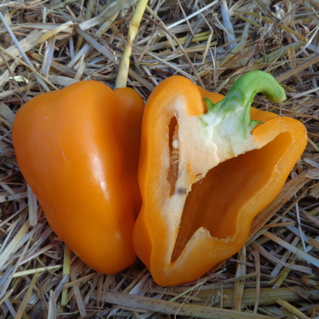 Poivrons : osez la couleur ! - Jardin d'Essai