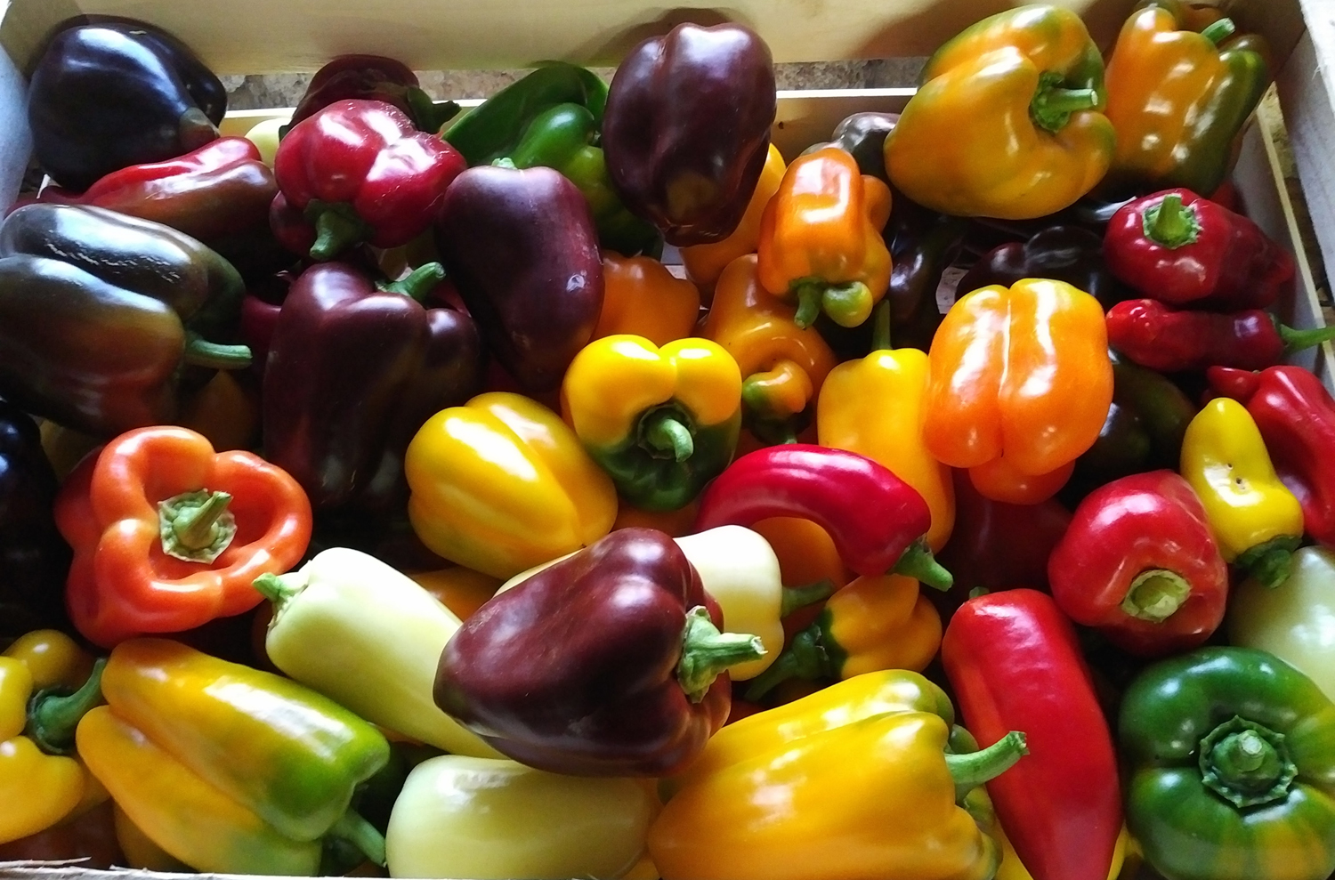 Poivrons : osez la couleur ! - Jardin d'Essai