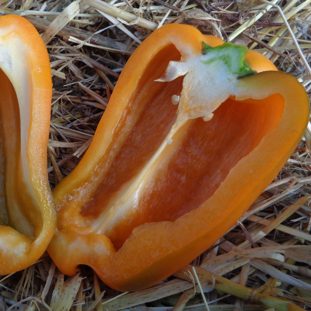 Poivrons : osez la couleur ! - Jardin d'Essai