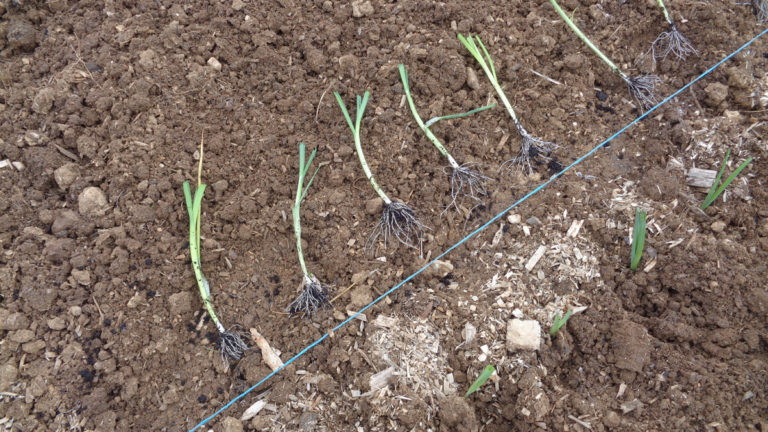 Le repiquage des poireaux, comment faire ? - Jardin d'Essai