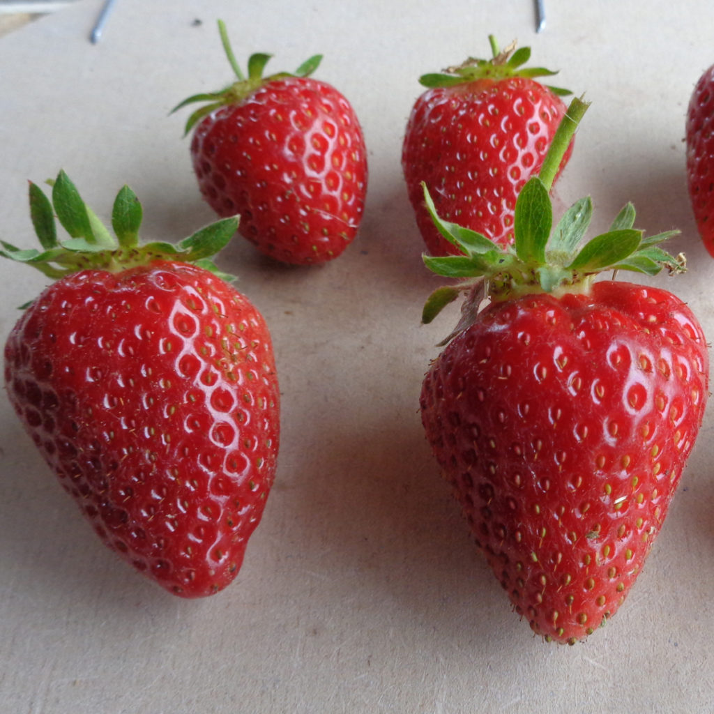 Comparatif 2018 - Les fraises - Jardin d'Essai