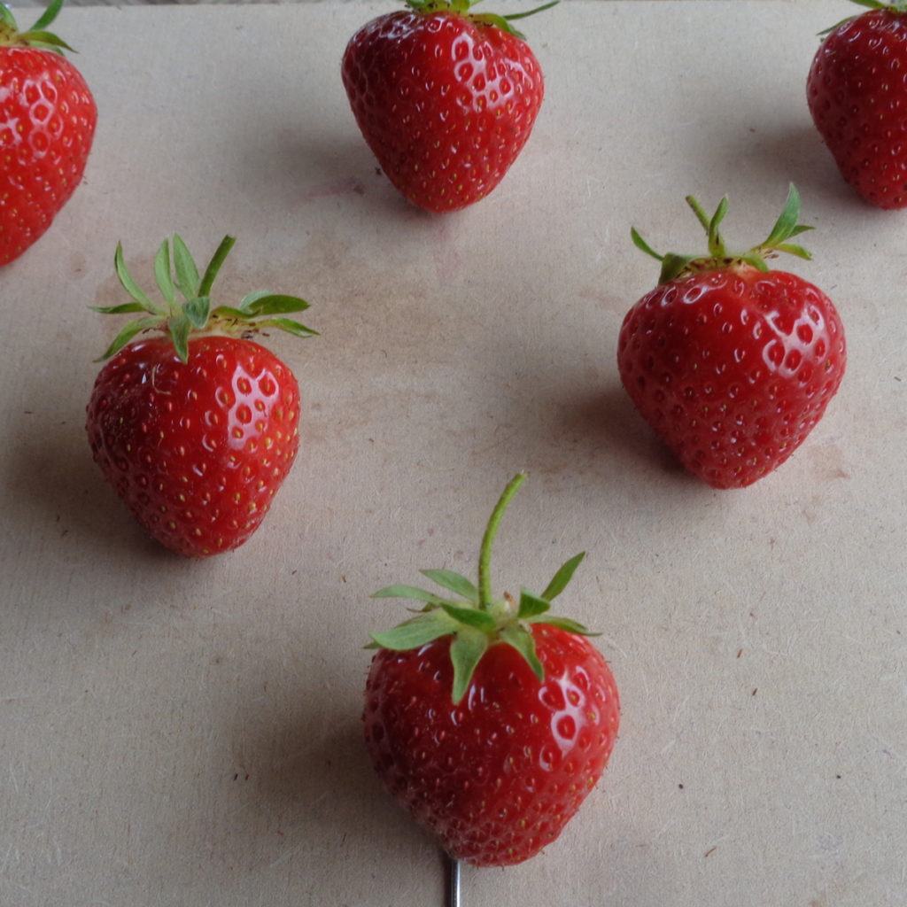 Comparatif 2018 - Les fraises - Jardin d'Essai
