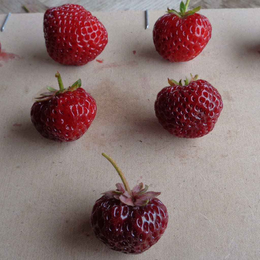 Comparatif 2018 - Les fraises - Jardin d'Essai