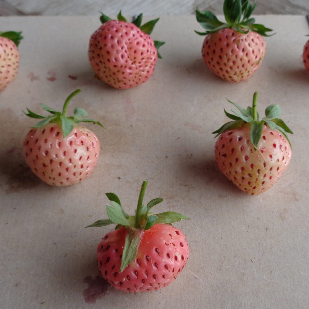 Comparatif 2018 - Les fraises - Jardin d'Essai