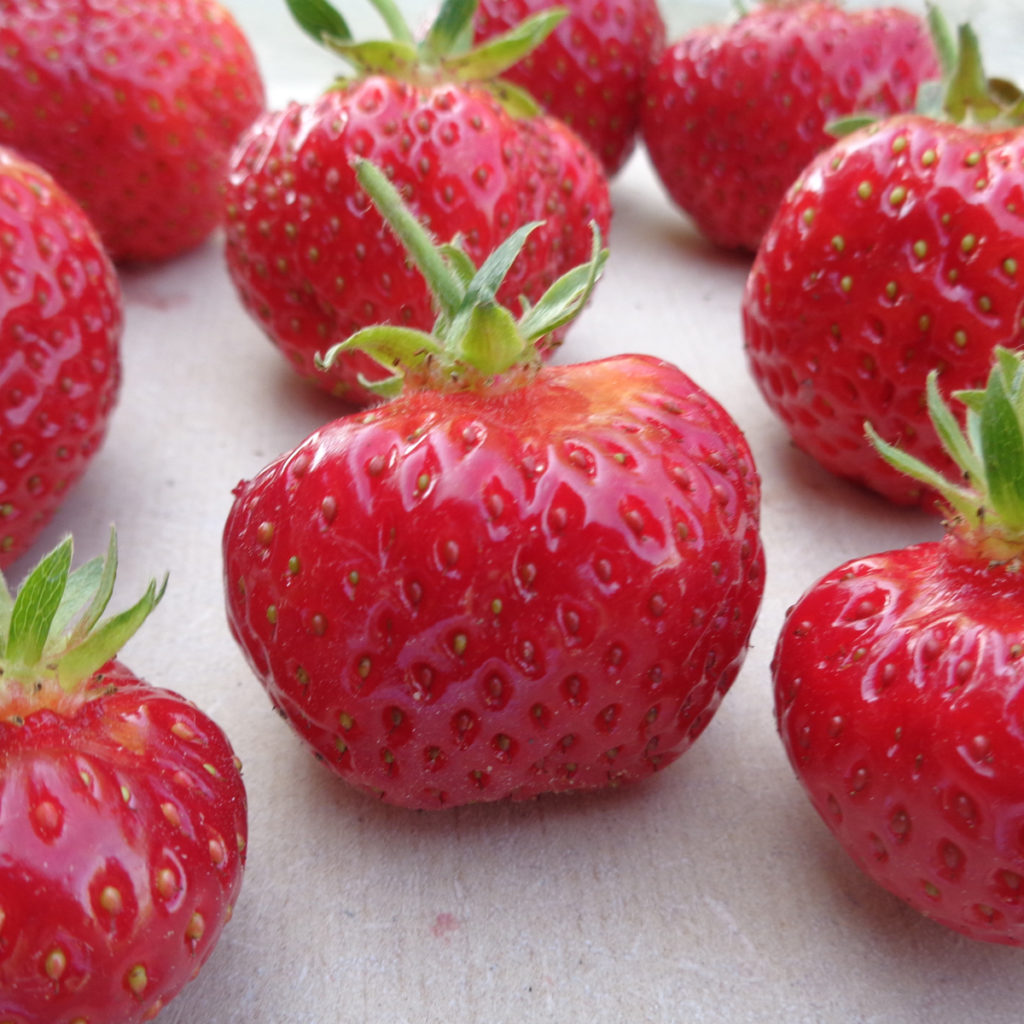 Comparatif 2018 - Les fraises - Jardin d'Essai