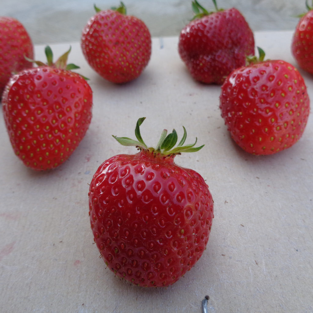 Comparatif 2018 - Les fraises - Jardin d'Essai