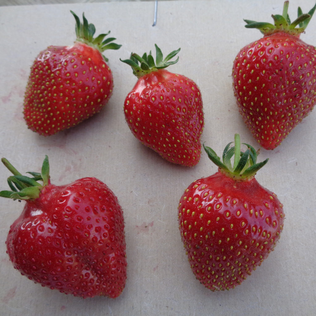 Comparatif 2018 - Les fraises - Jardin d'Essai