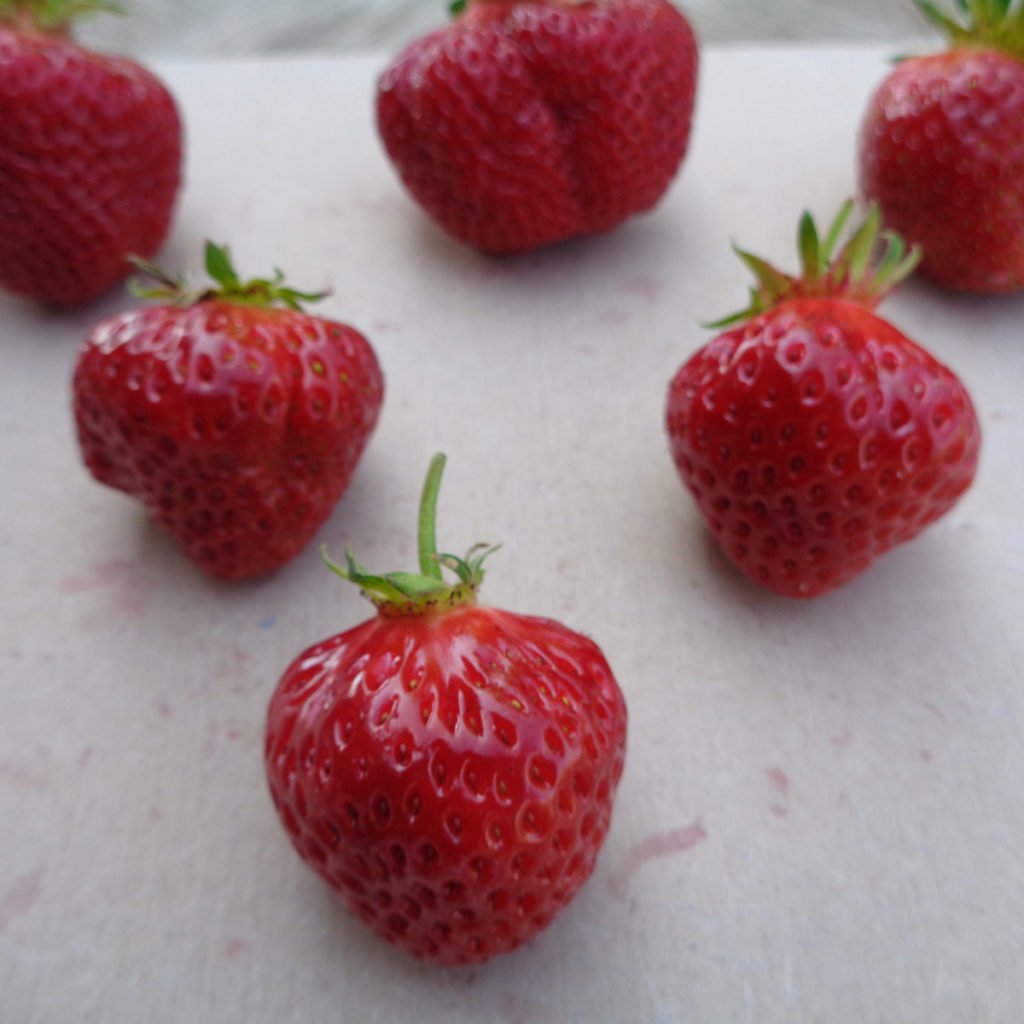 Comparatif 2018 - Les fraises - Jardin d'Essai