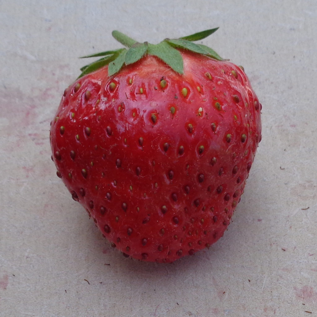 Comparatif 2018 - Les fraises - Jardin d'Essai