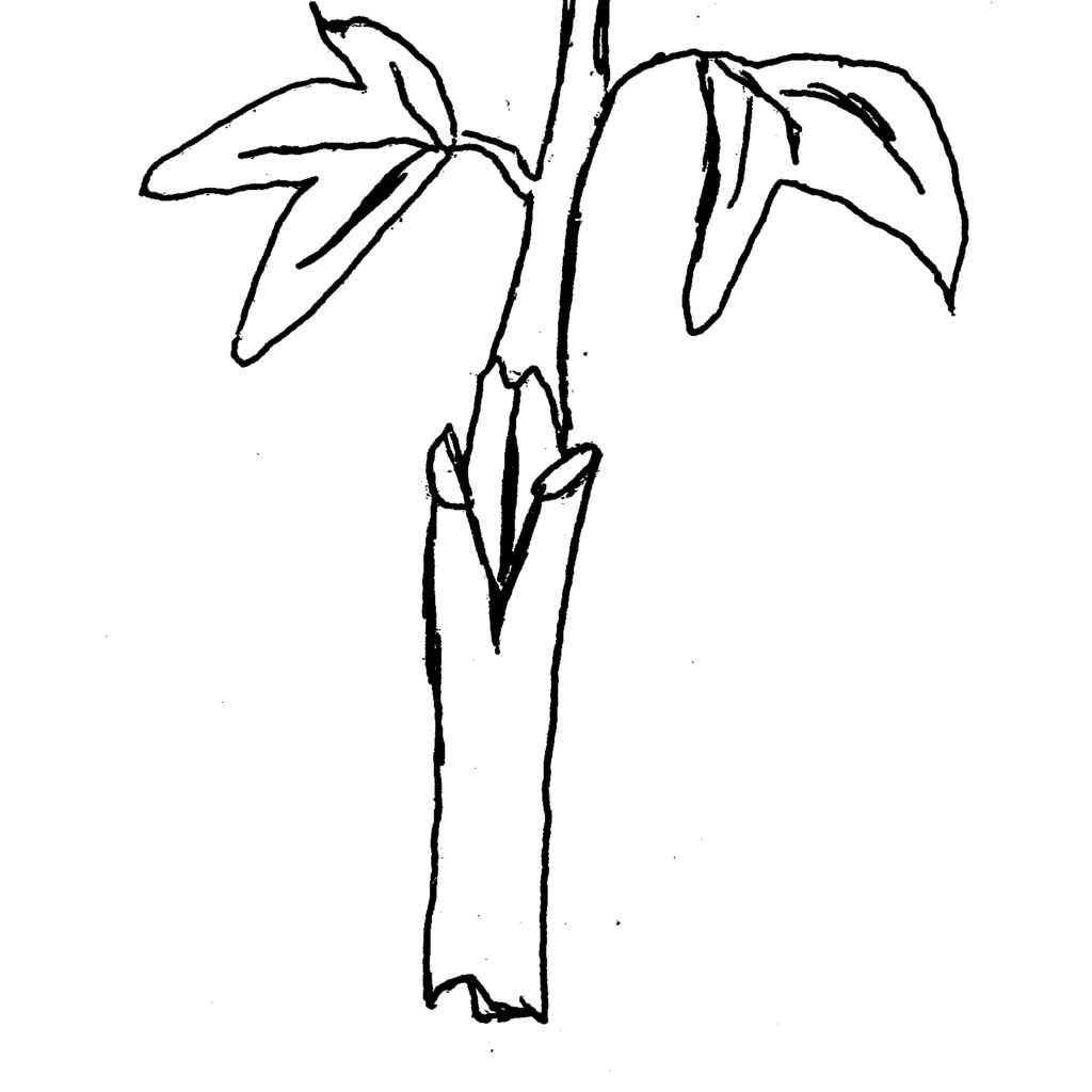 Le greffage, techniques et mise en application - Jardin d'Essai