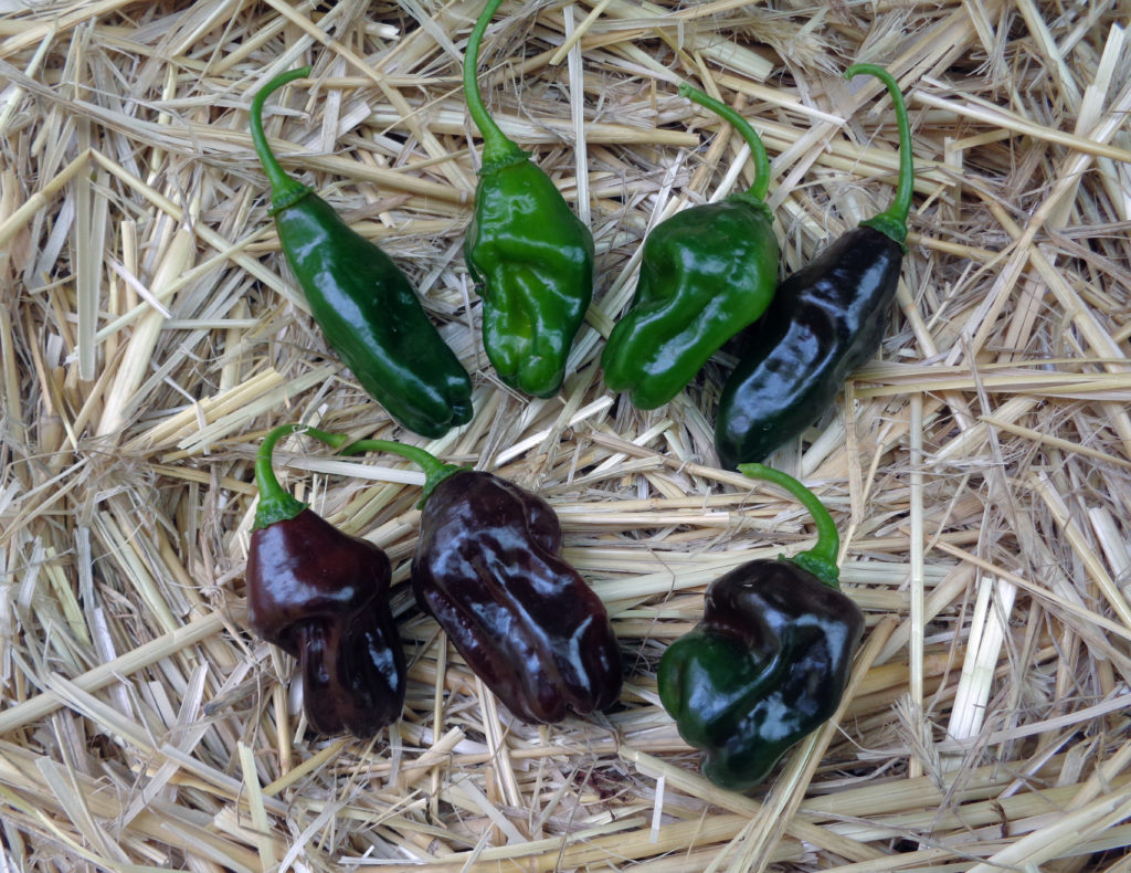 Piments : car tout ne réside pas dans la puissance ! - Jardin d'Essai