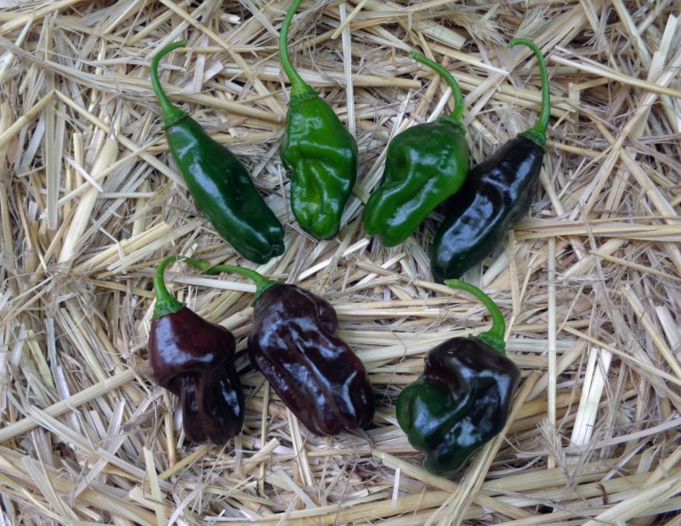 piment-machu-pichu - Jardin d'Essai