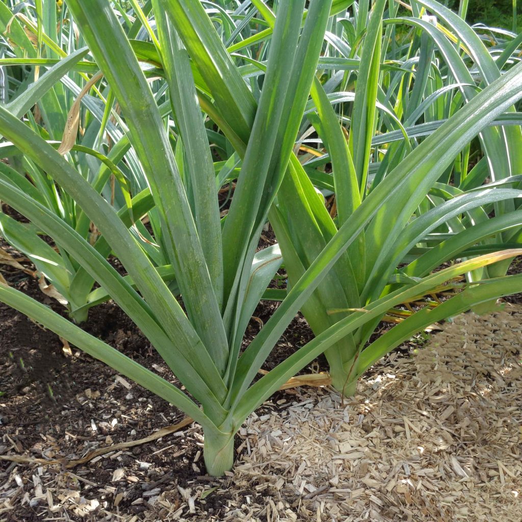 Albos - Jardin d'Essai