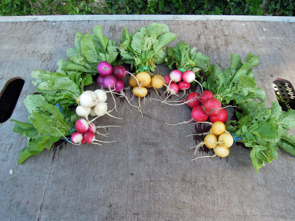 Des radis tout ronds, tous bons ! - Jardin d'Essai