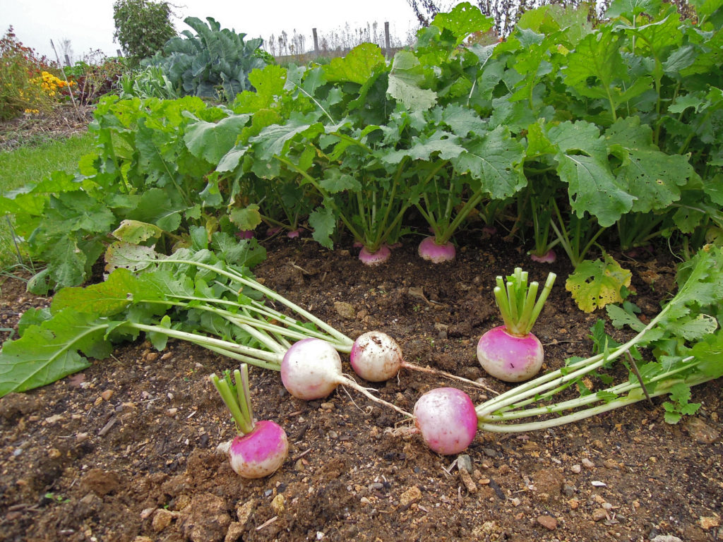 Semer des navets primeurs et de conservation - Jardin d'Essai