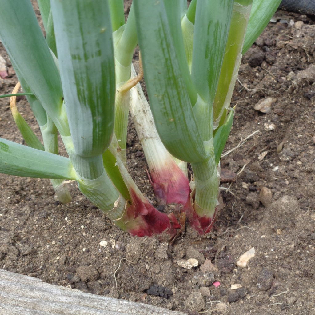 Ciboule et ciboulette, des fausses jumelles ? - Jardin d'Essai