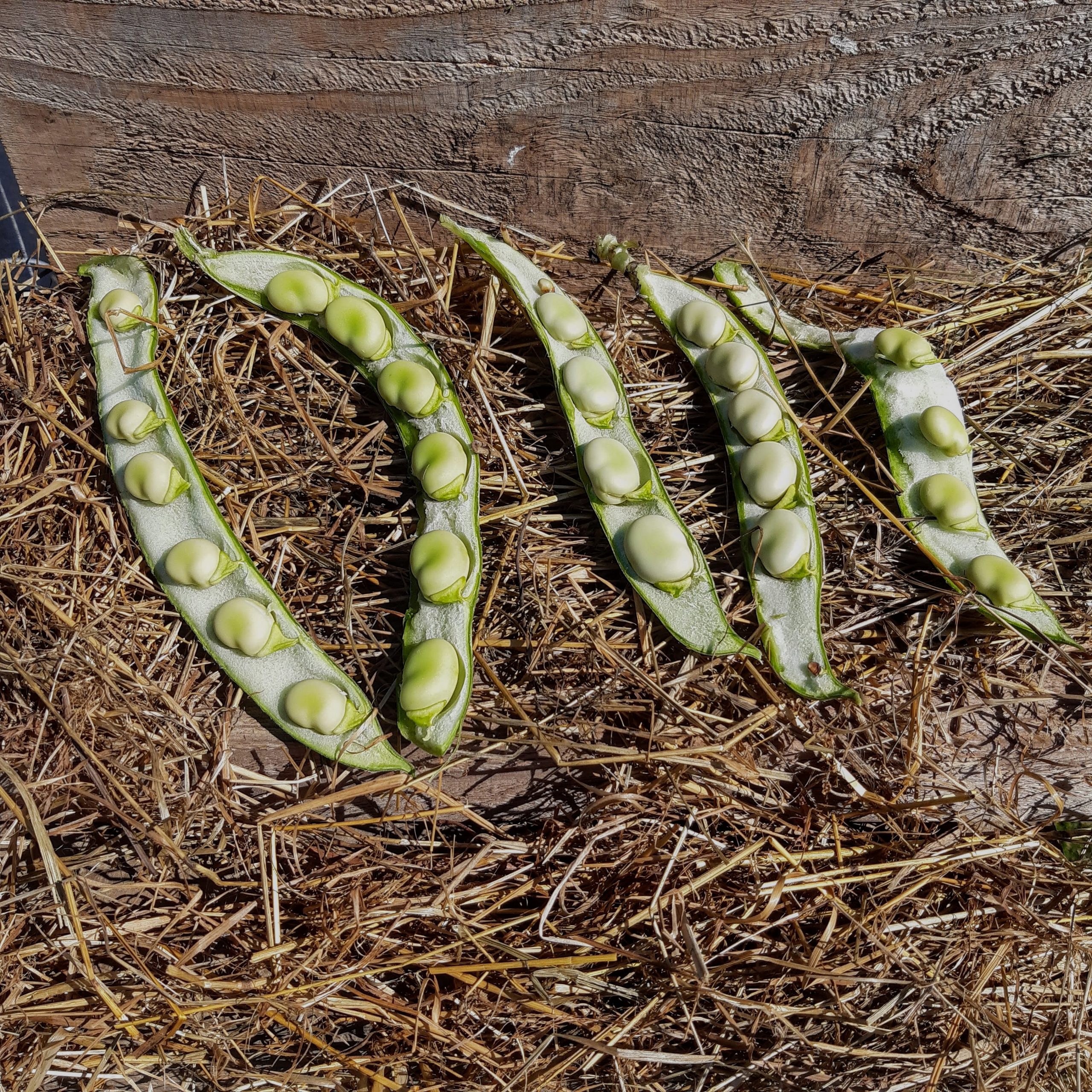 Différentes variétés de fèves - Jardin d'Essai