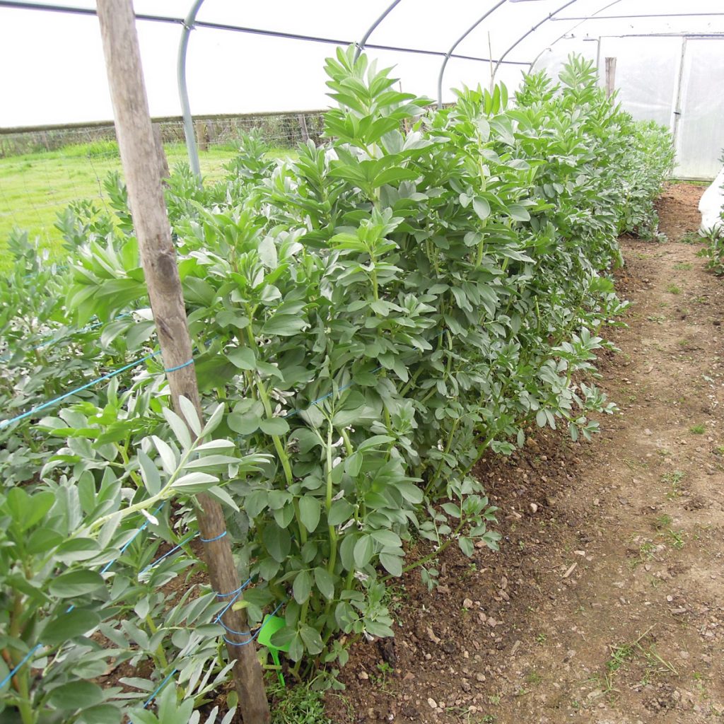 Quand et comment semer les fèves dans son potager ? - Jardin d'Essai
