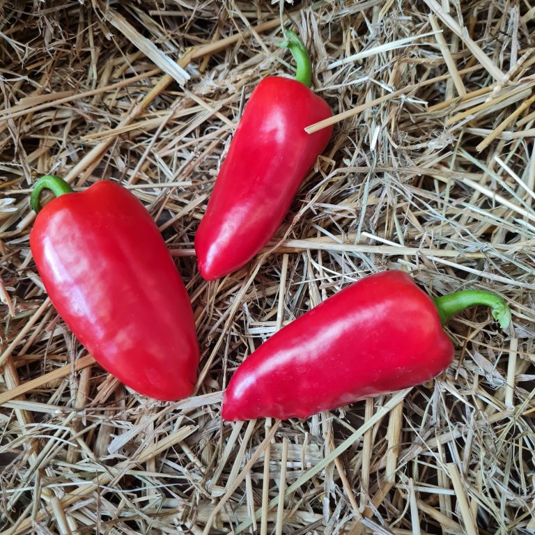 Mini-poivrons : notre trio coloré - Jardin d'Essai Les tests comparatifs